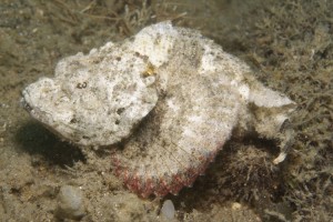 10 Remarkable Facts You Should Know about Stonefish – FAQ.ph