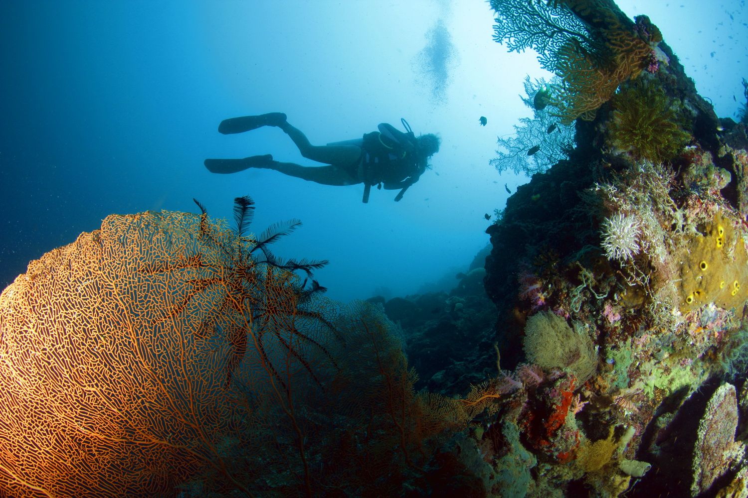 8 Best Diving Spots in the Philippines for your Aquaventures – FAQ.ph